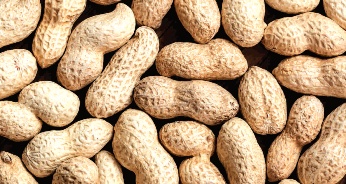 Peanut Exporter Wholesaler Supplier - The consolidated ltd